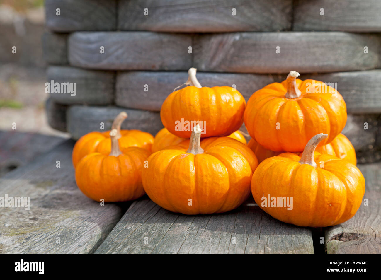 Miniature decorative pumpkins Stock Photo - Alamy