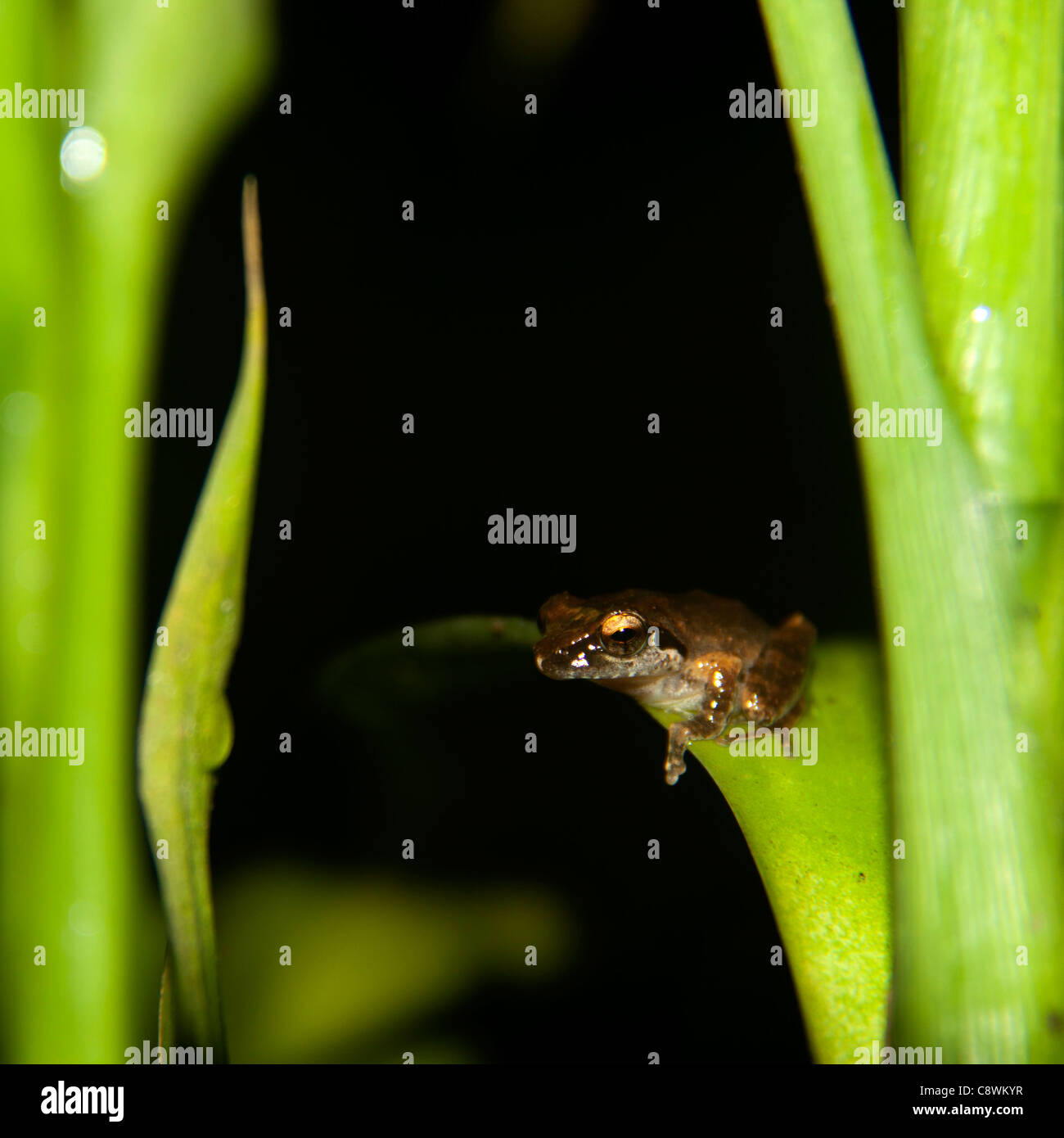 small frog toad on green leaves Stock Photo - Alamy