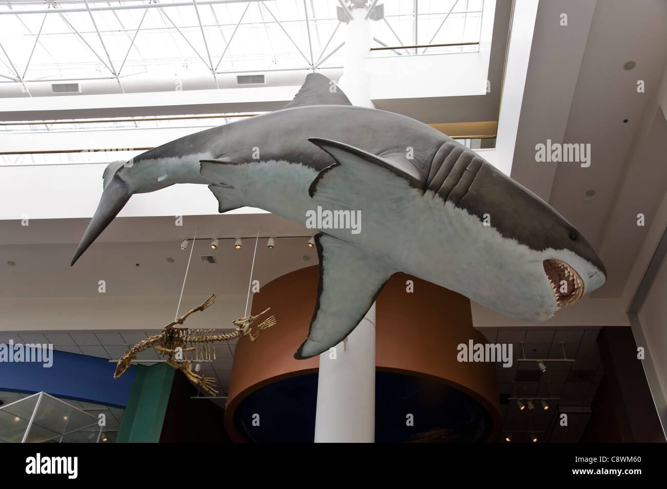 Shark in museum Stock Photo - Alamy