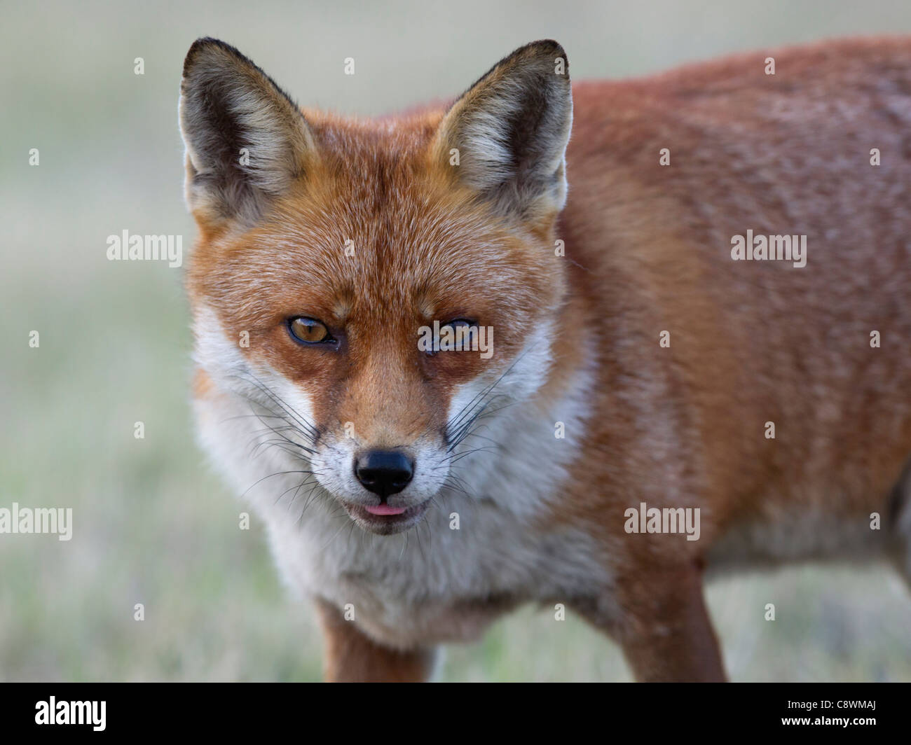 Fox, close up Stock Photo - Alamy