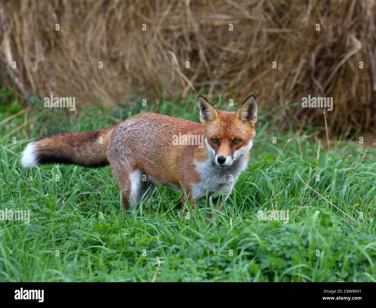 Fox in field Stock Photo - Alamy
