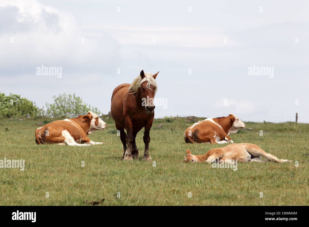 Horse cow hi-res stock photography and images - Alamy