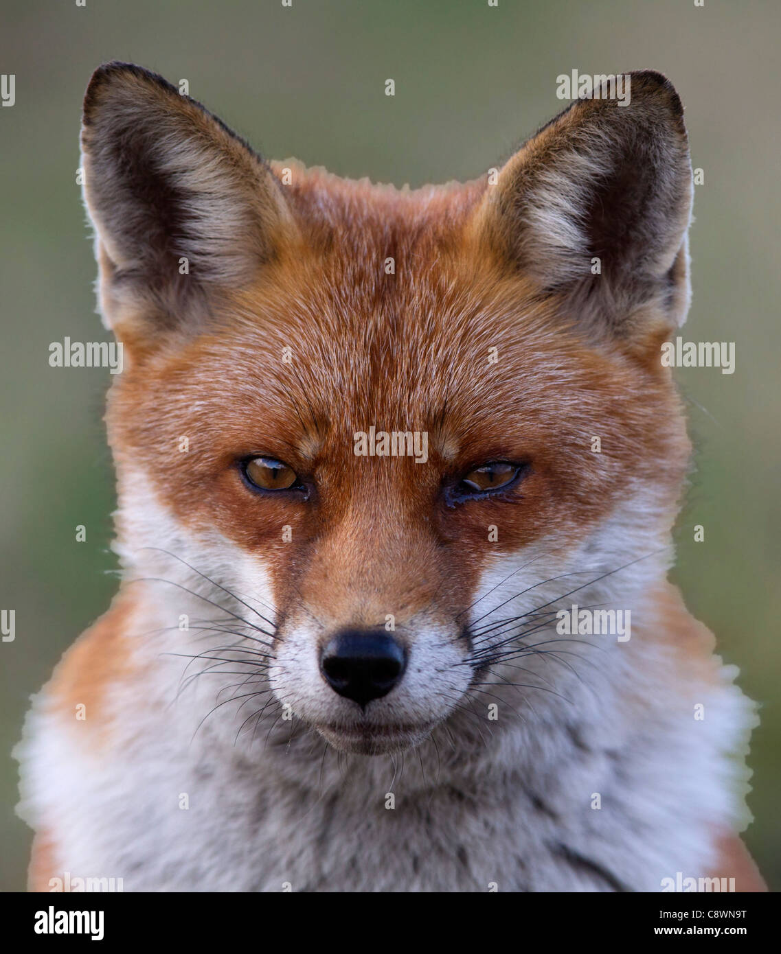 Fox, close up Stock Photo - Alamy