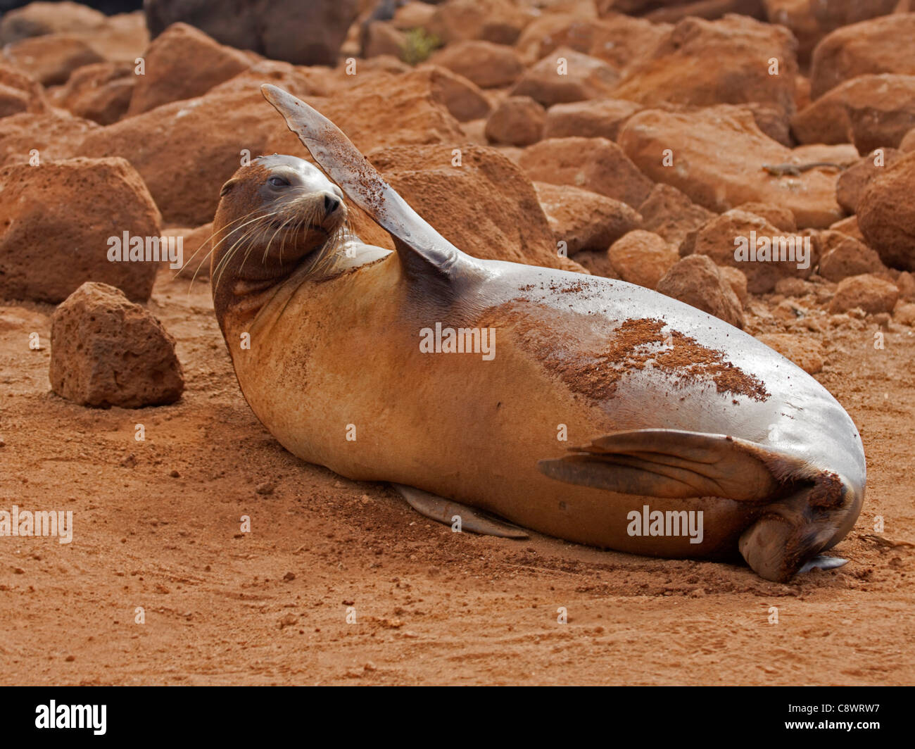 Galapagos sea lion on beach, flipper raised Stock Photo - Alamy