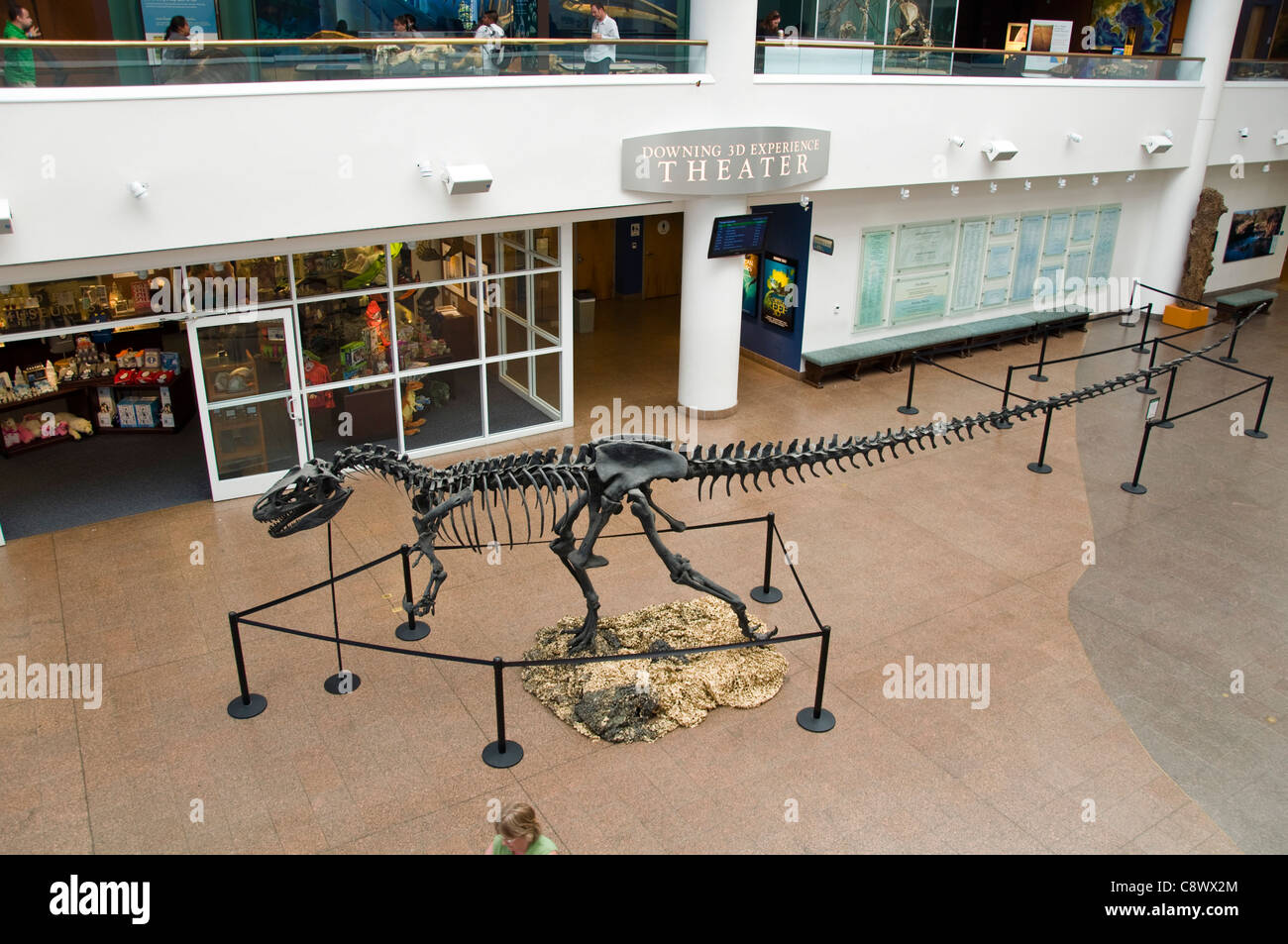 Dinosaur skeleton in museum Stock Photo - Alamy