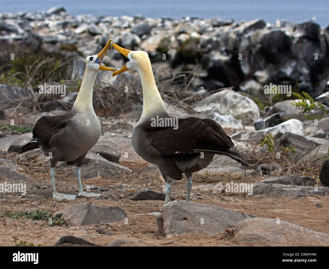 Waved albatross courtship display in Galapagos Stock Photo - Alamy