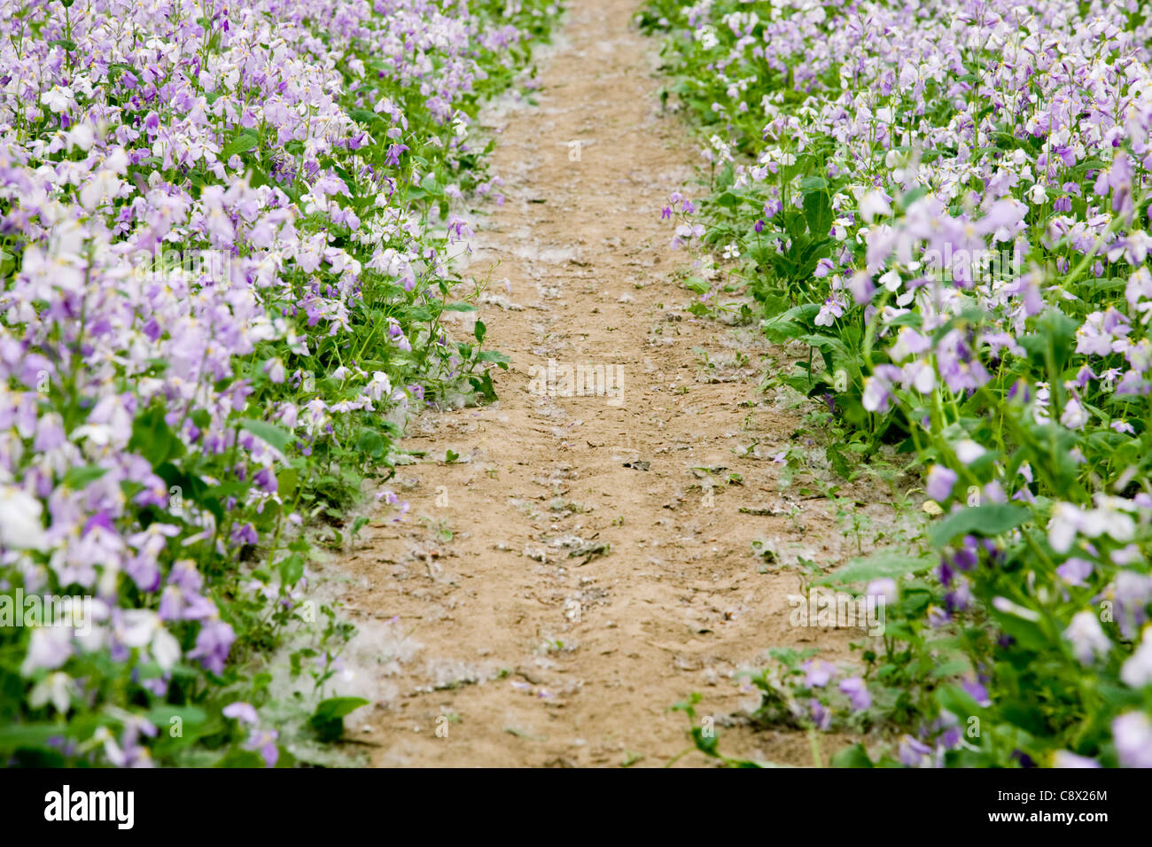 Dirth path through flower field Stock Photo - Alamy