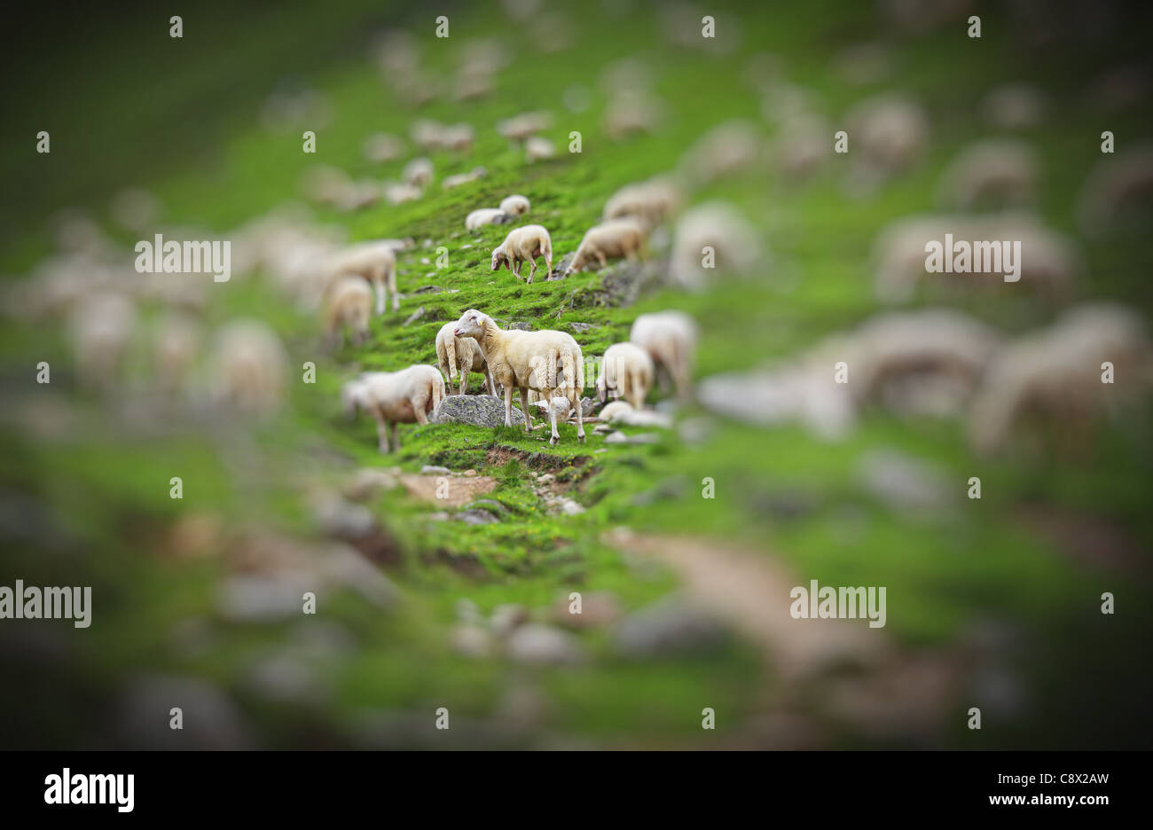 Group og animals hi-res stock photography and images - Alamy