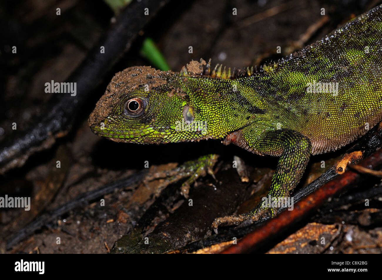 Amazon forest dragon hi-res stock photography and images - Alamy