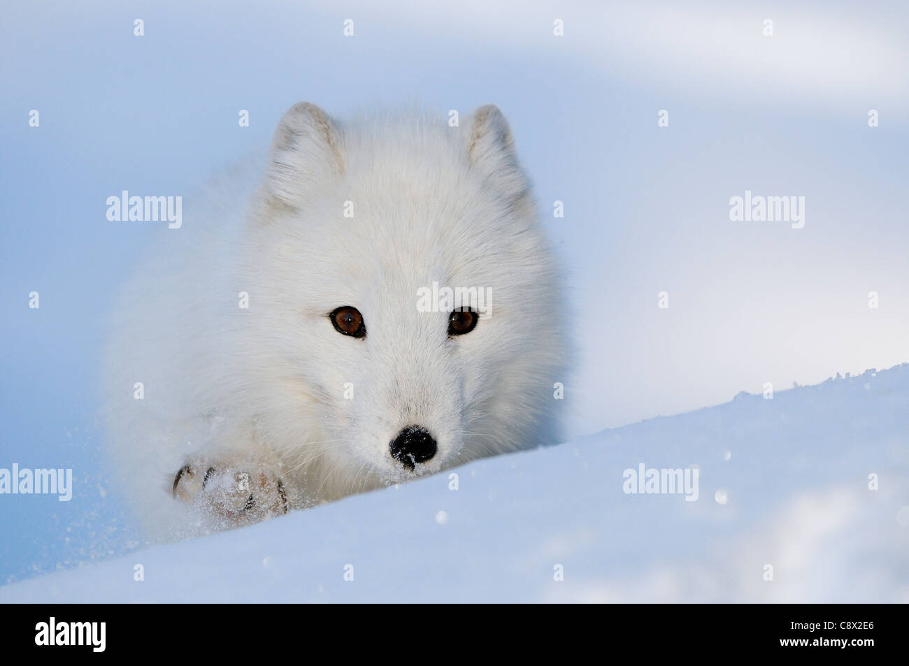 Norway arctic fox hi-res stock photography and images - Alamy