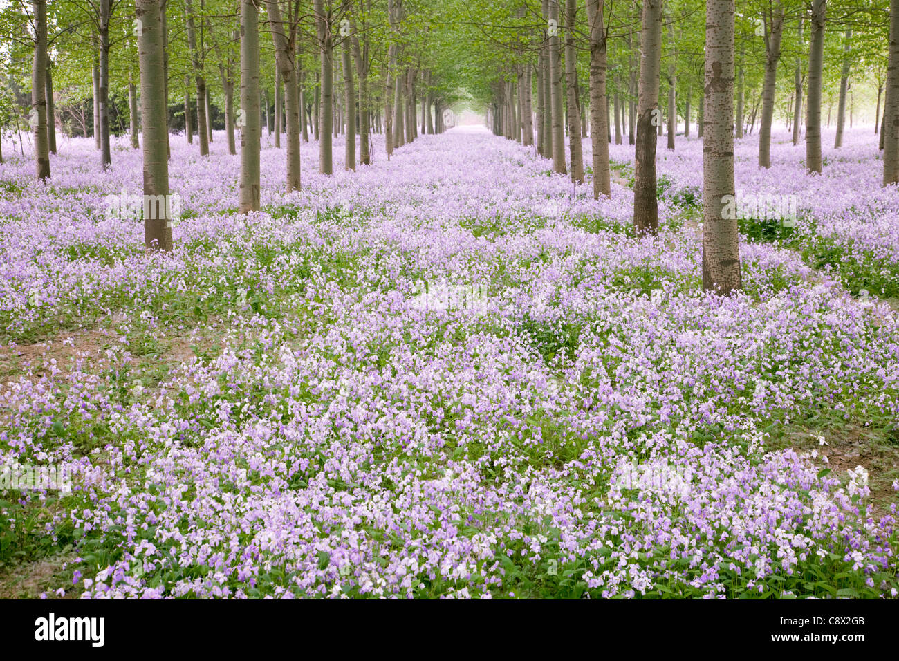 landscape of pink flower field Stock Photo - Alamy