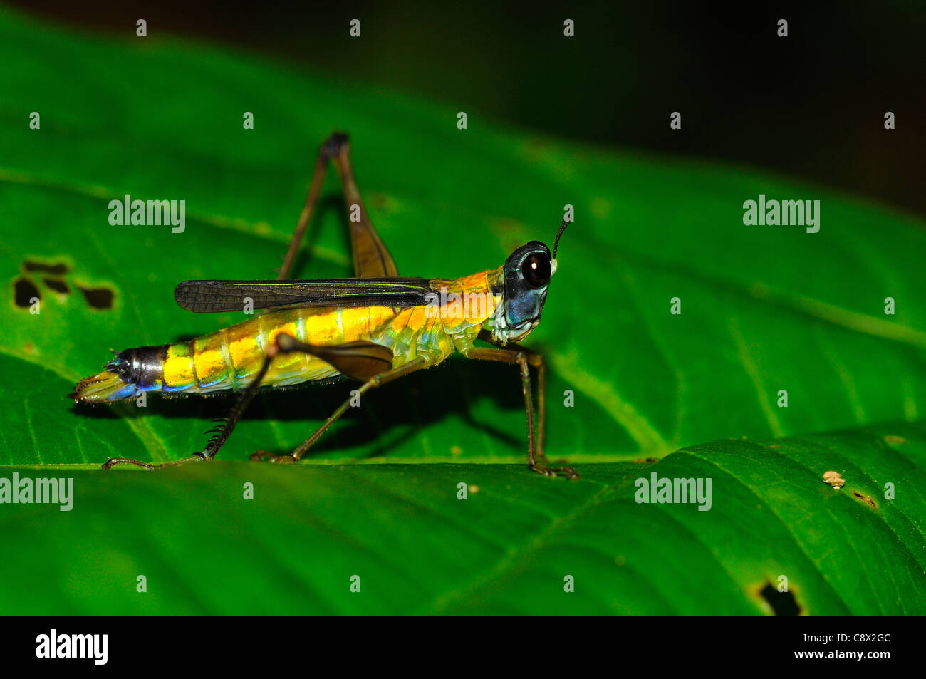 Amazon rainforest grasshopper hi-res stock photography and images - Alamy