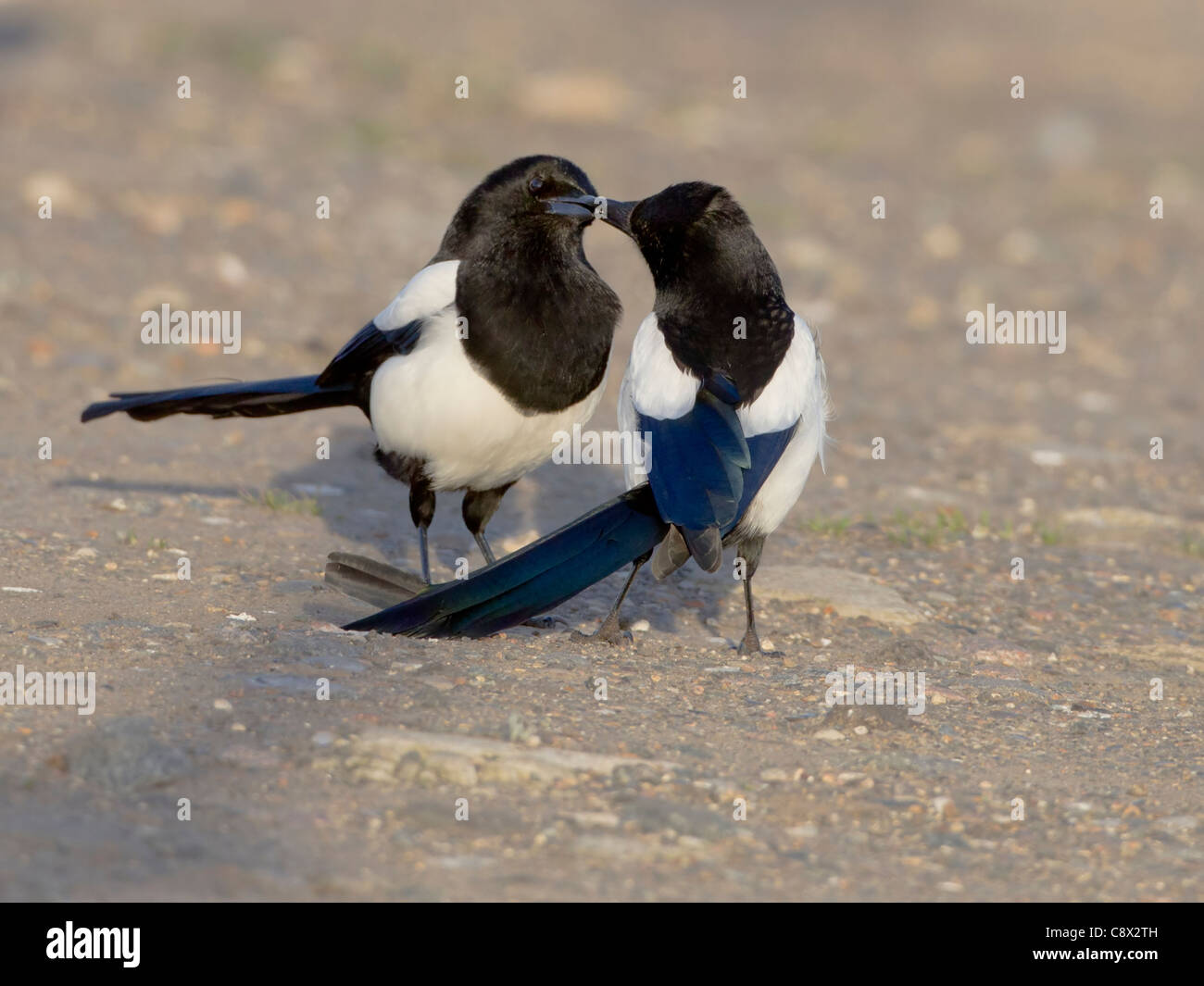 Two Magpies High Resolution Stock Photography and Images - Alamy
