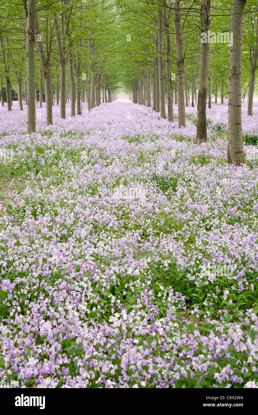 pink flower field in summer day Stock Photo - Alamy