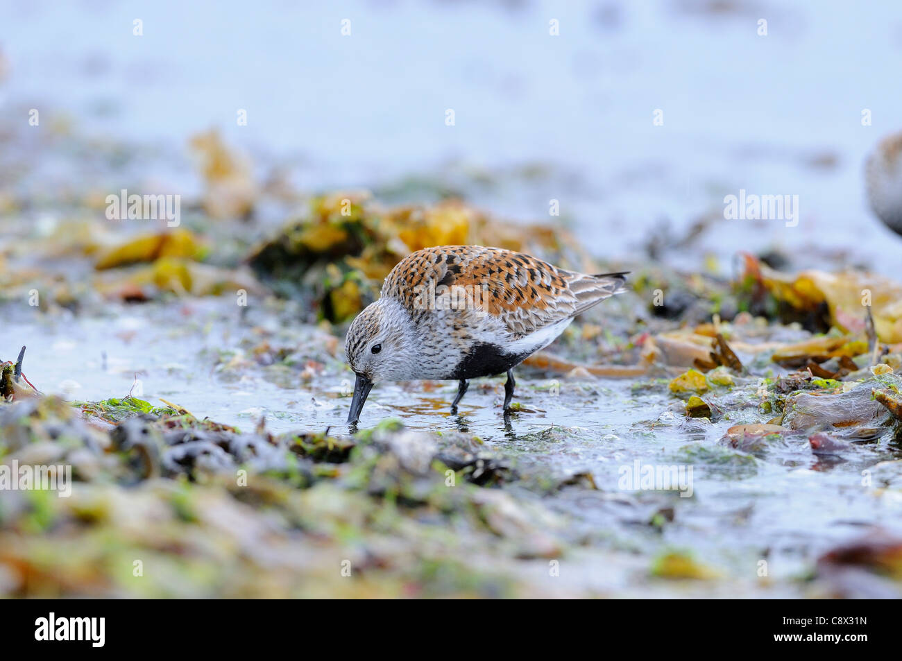 Dunlin (Calidris alpina) adult in breeding plumage, feeding amongst ...