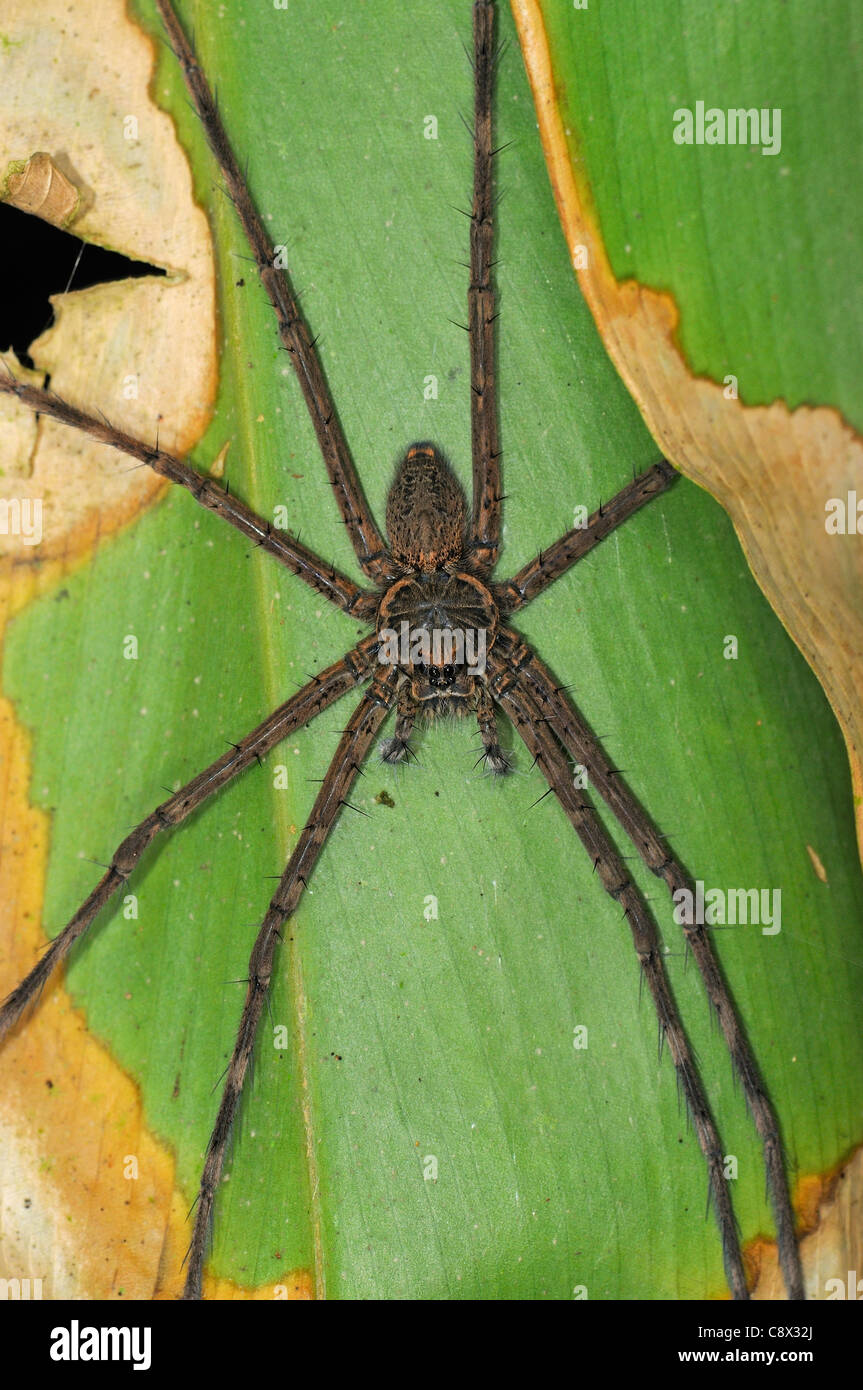 Amazon rainforest spider hi-res stock photography and images - Alamy