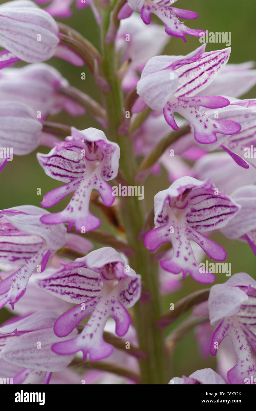 Flowers of Military Orchid (Orchis militaris). On the Causse de Gramat ...