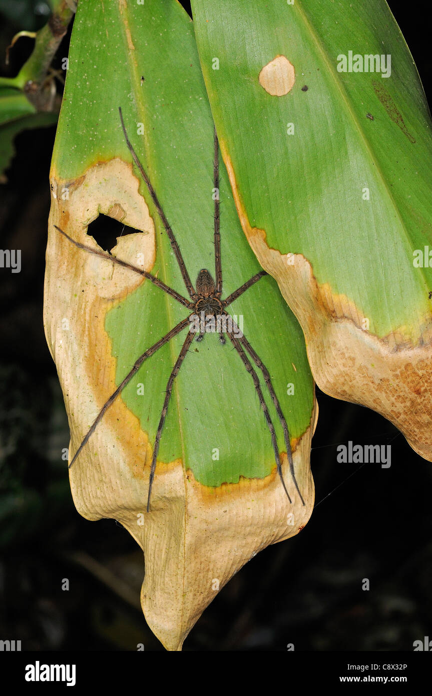 Amazon rainforest spider hi-res stock photography and images - Alamy