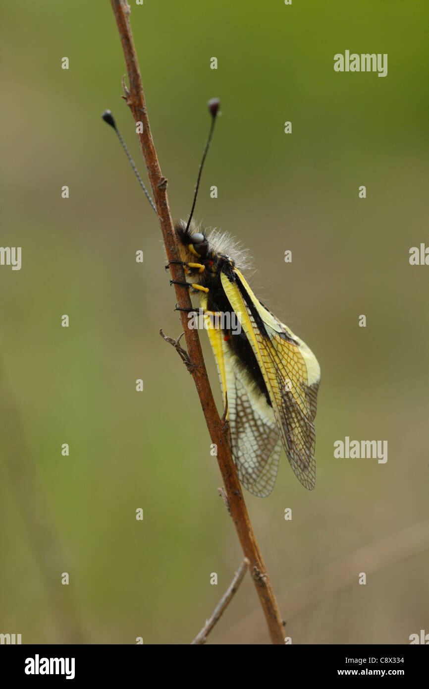 Libelloides hi-res stock photography and images - Alamy