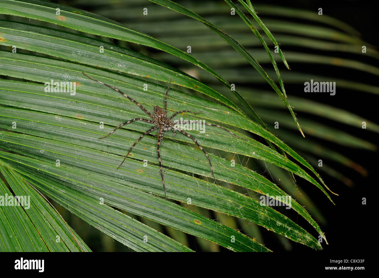 Ambush spider hi-res stock photography and images - Alamy