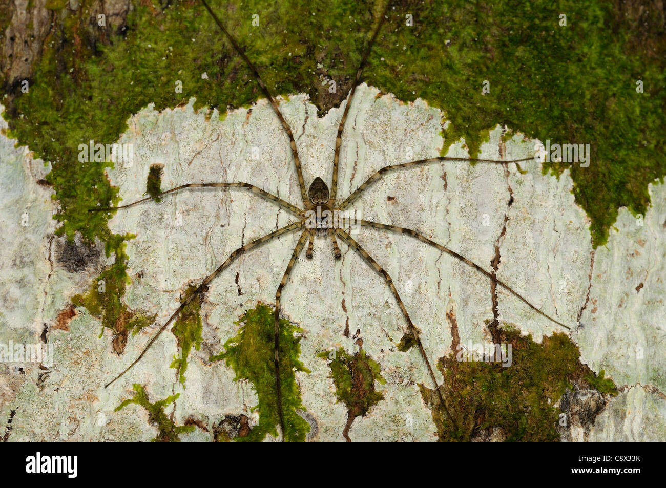 Amazon rainforest spider hi-res stock photography and images - Alamy