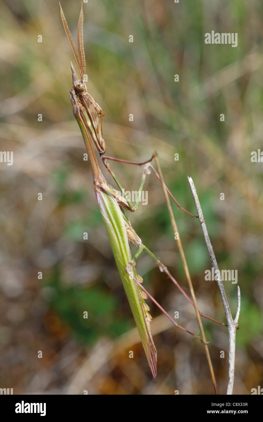 Adult male Conehead Mantis (Empusa pennata). On the Causse de Gramat ...