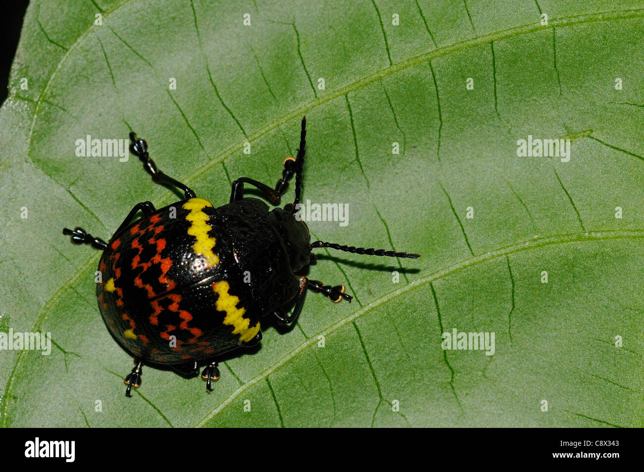 Fungus beetle hi-res stock photography and images - Alamy