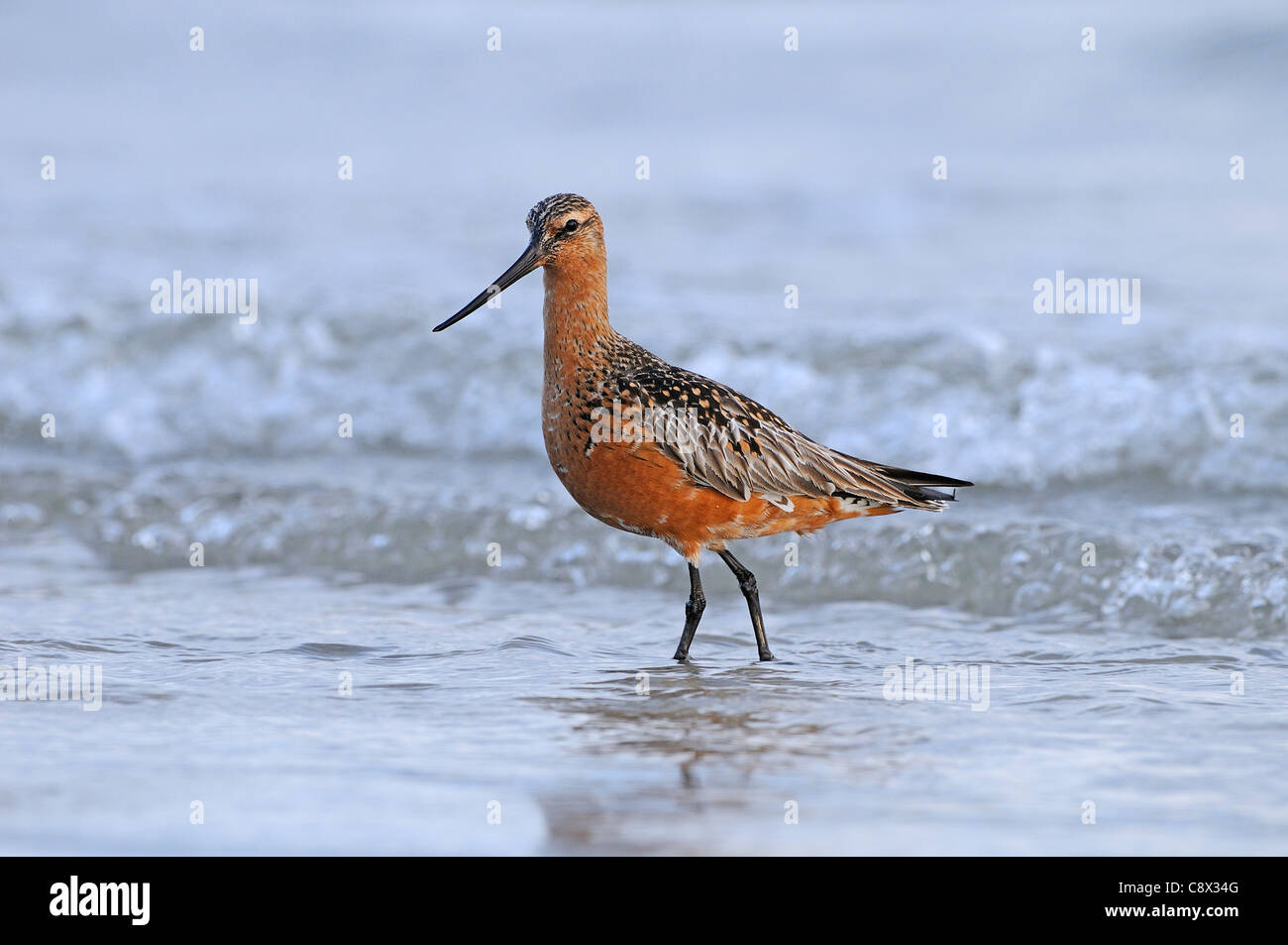 Bar-tailed Godwit (Limosa lapponica) male in breeding plumage, wading ...
