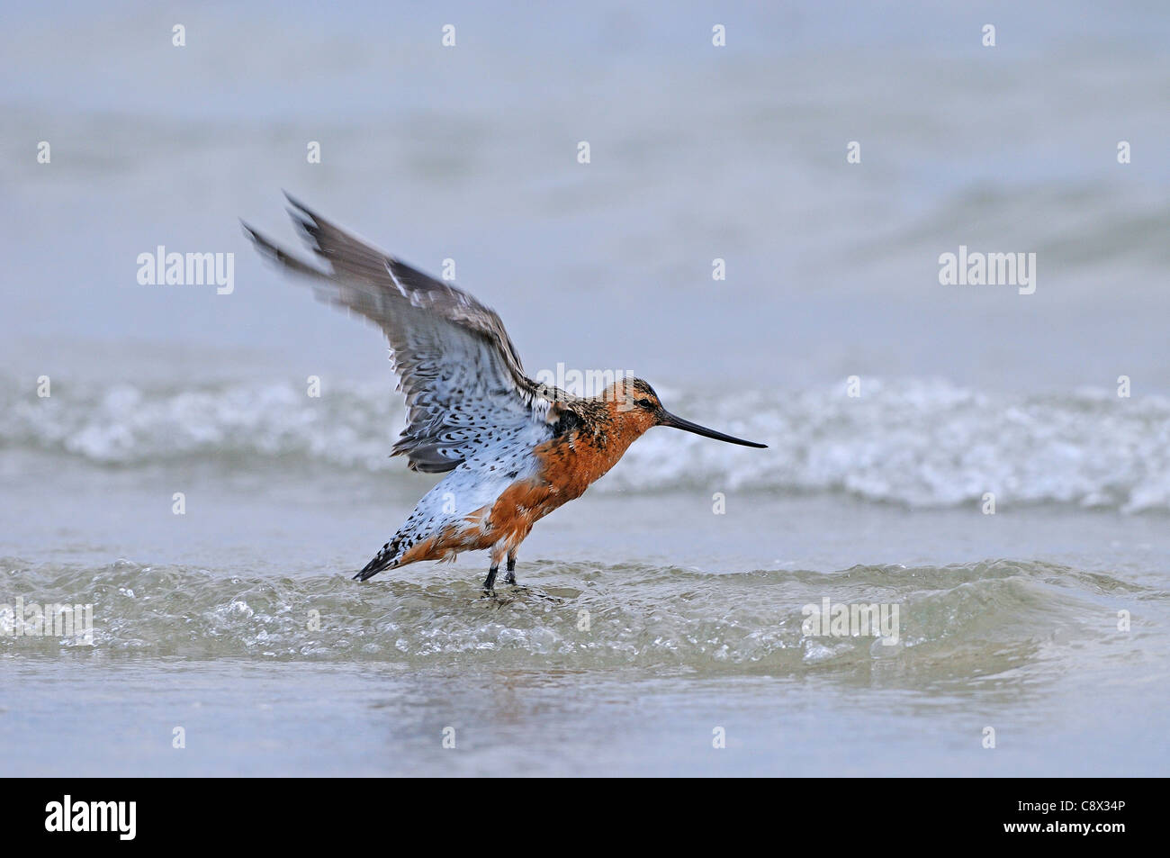 Bird stretching wing hi-res stock photography and images - Alamy