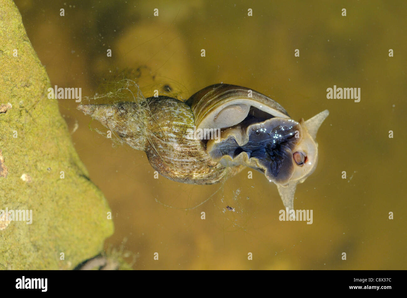 Great Pond Snail (Lymnala stagnalis) at water surface showing foot ...
