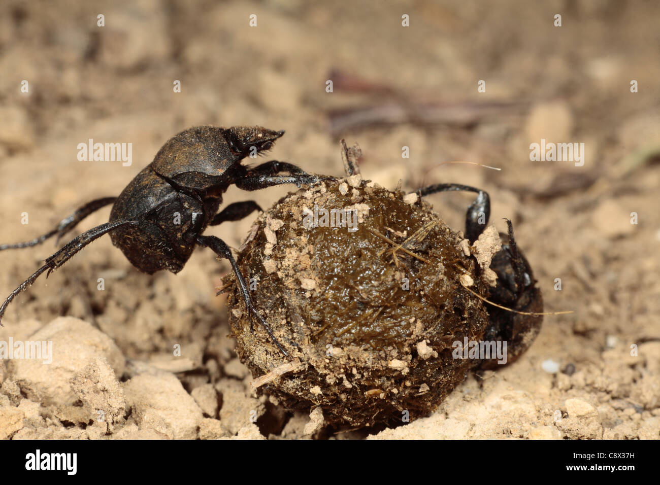 Sisyphus beetle hi-res stock photography and images - Alamy