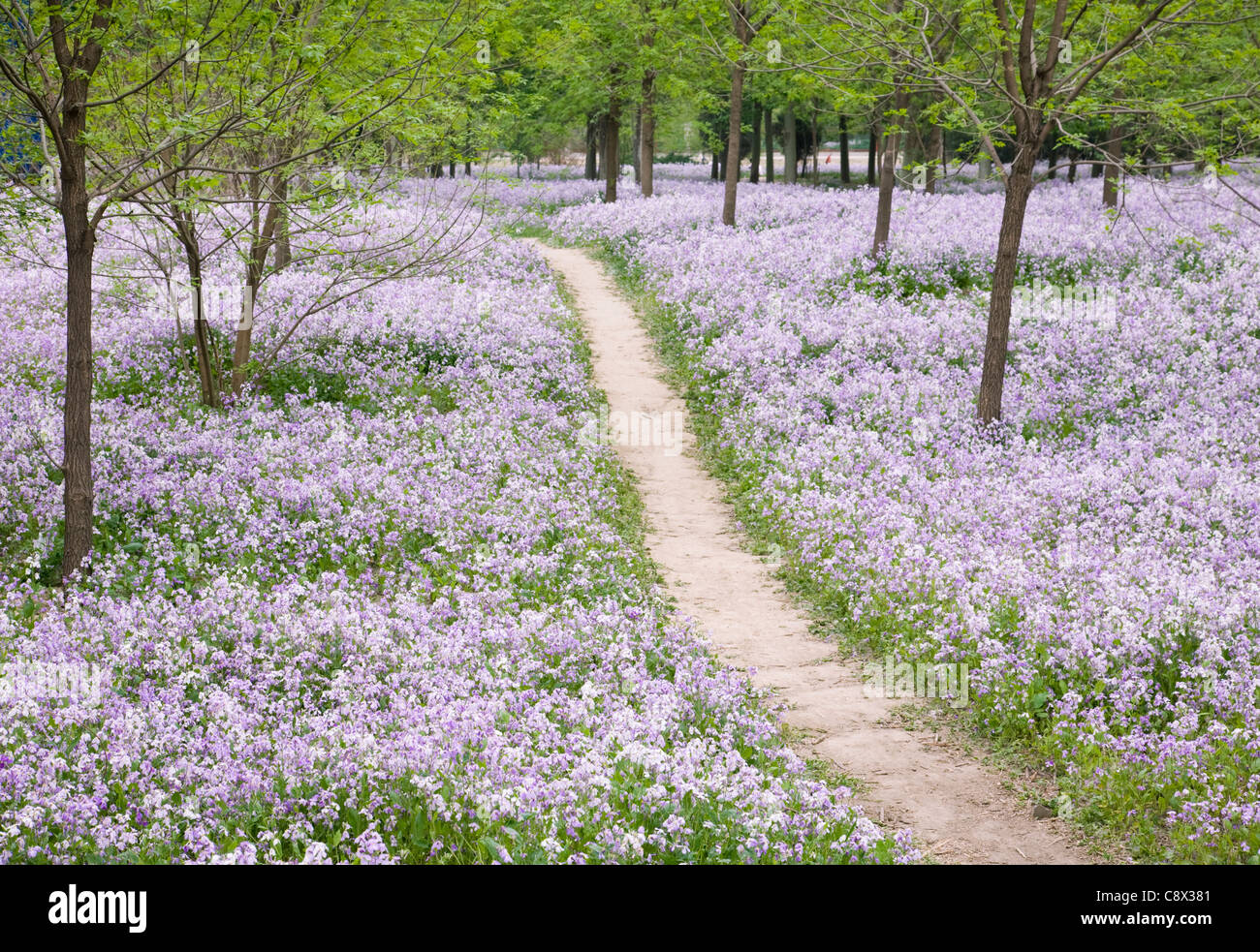 See through flower hi-res stock photography and images - Alamy
