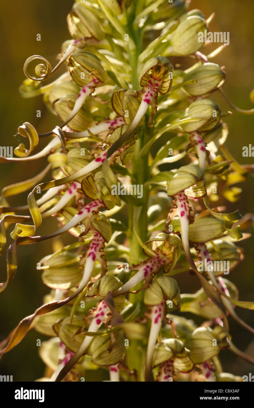 Hircinum himantoglossum hi-res stock photography and images - Alamy