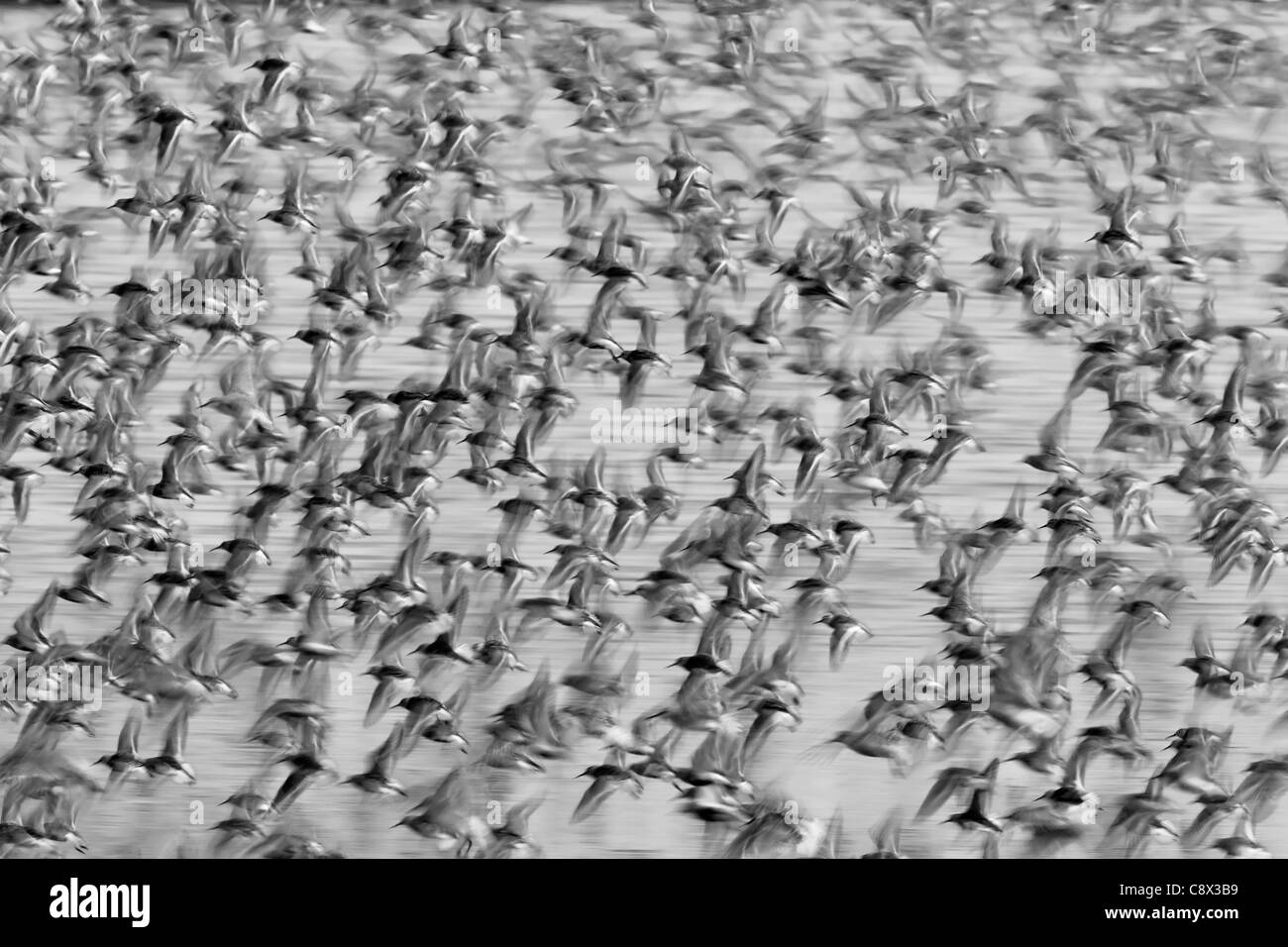 A mixed flock of Dunlin & Knot airborne from their tidal roost Stock ...