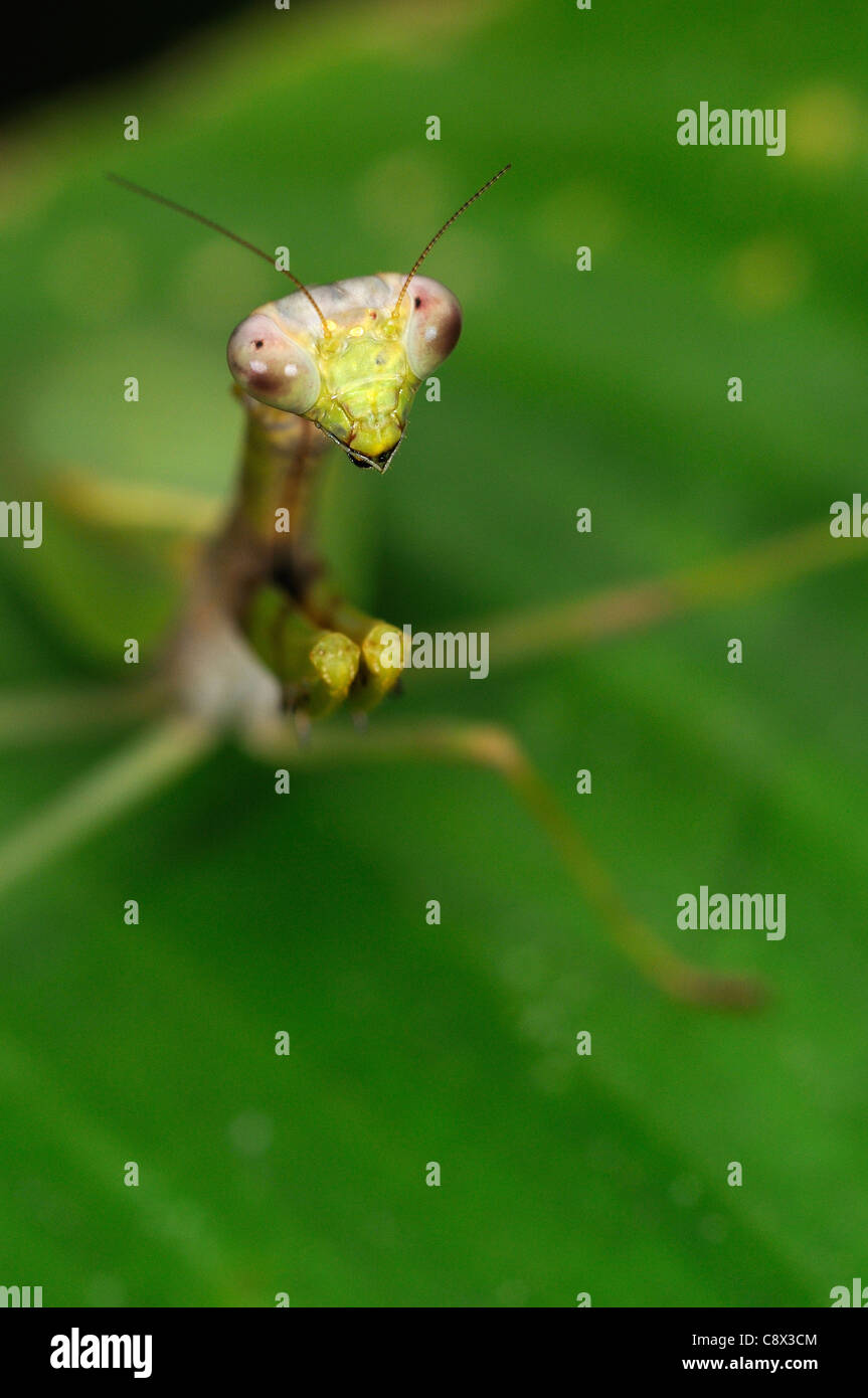 Praying Mantis (Mantodea) close-up of head, Yasuni National Park ...