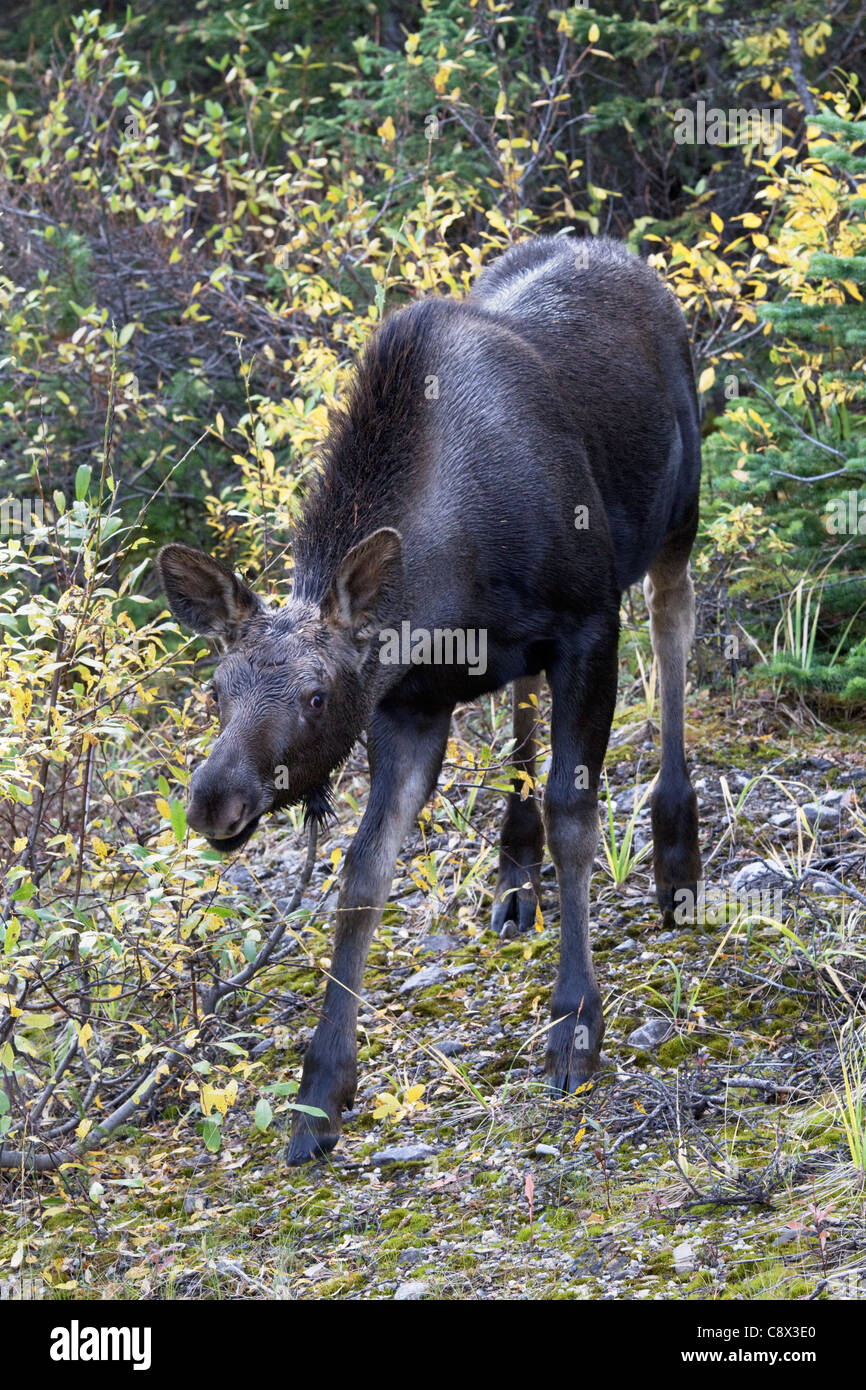 North American Moose - Calf feeding Stock Photo - Alamy