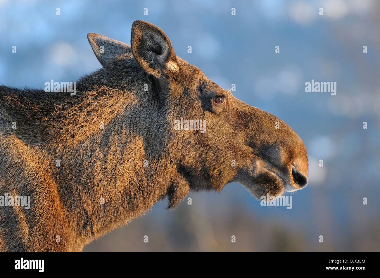 Moose head hi-res stock photography and images - Alamy