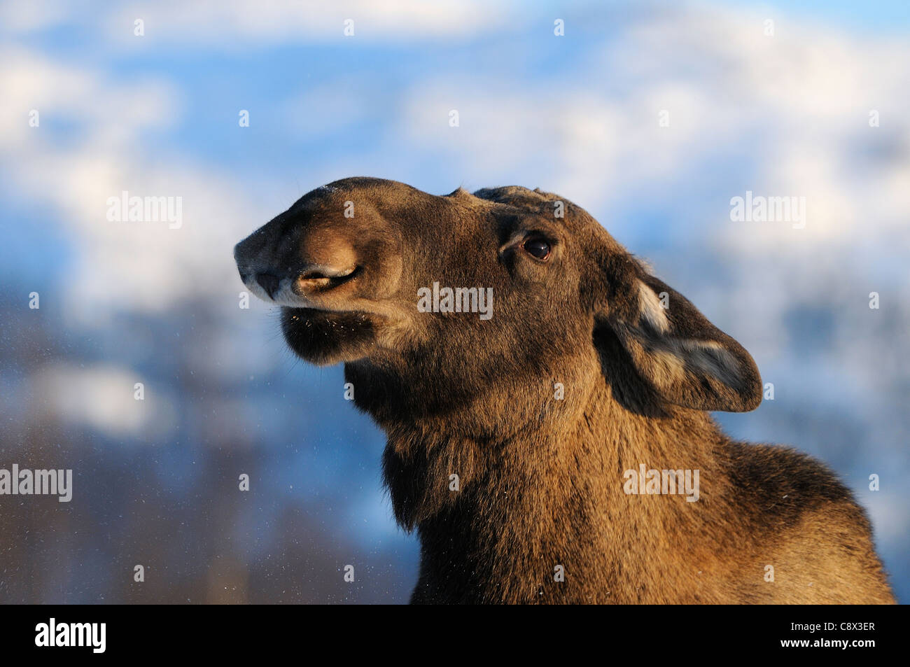 Moose head hi-res stock photography and images - Alamy