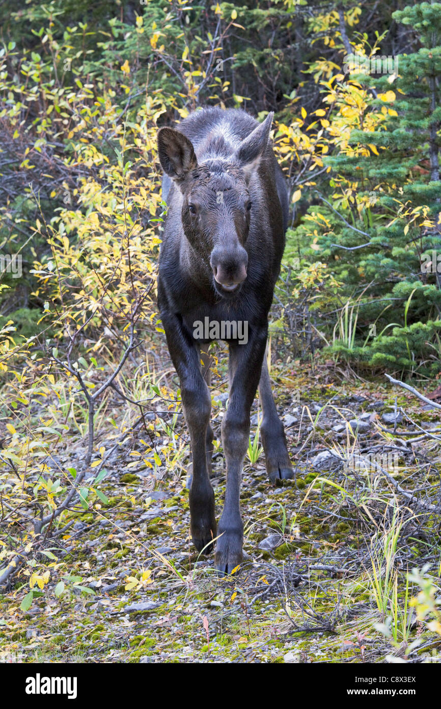 North American Moose - Calf Stock Photo - Alamy