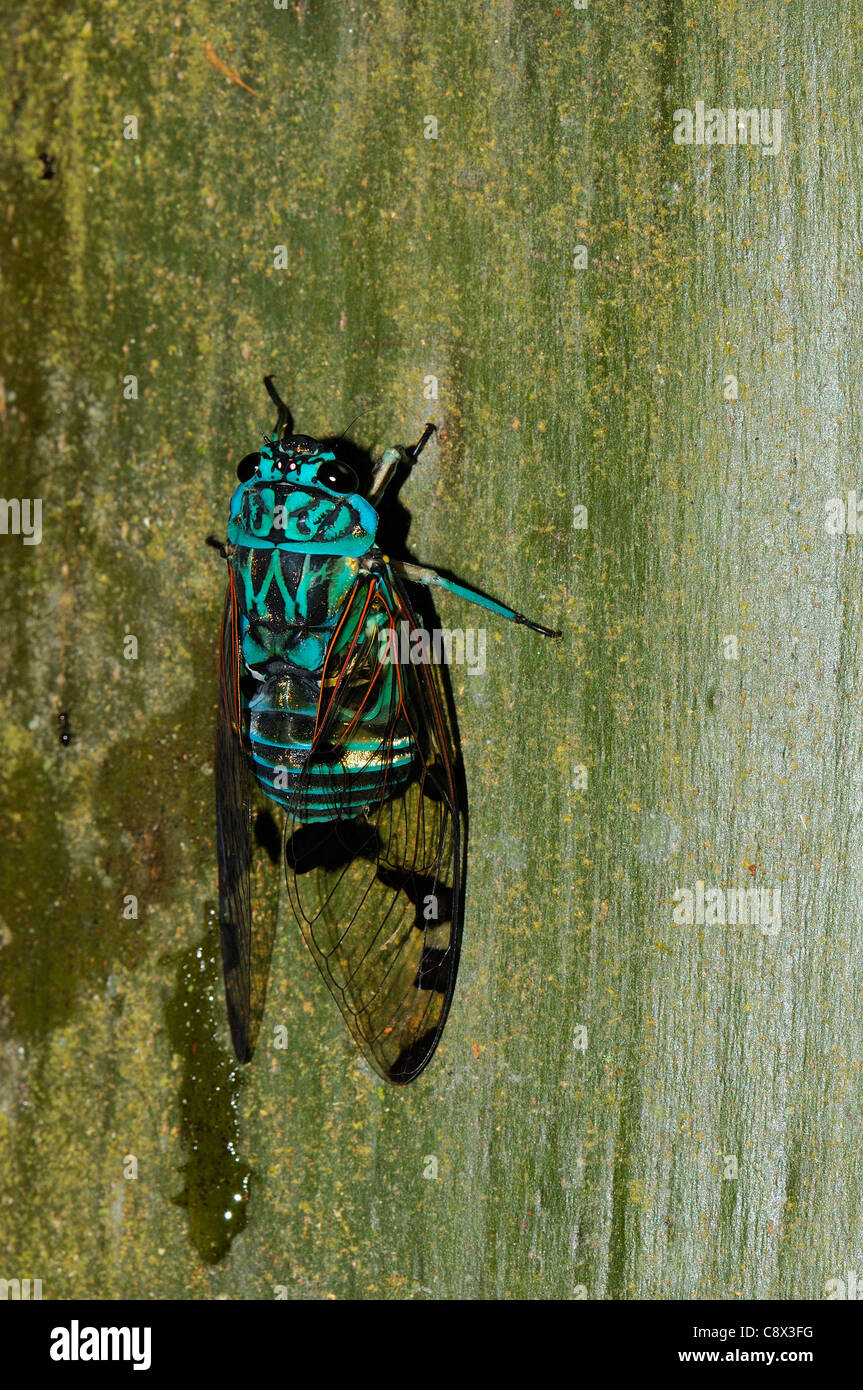 Tree hopper hi-res stock photography and images - Alamy