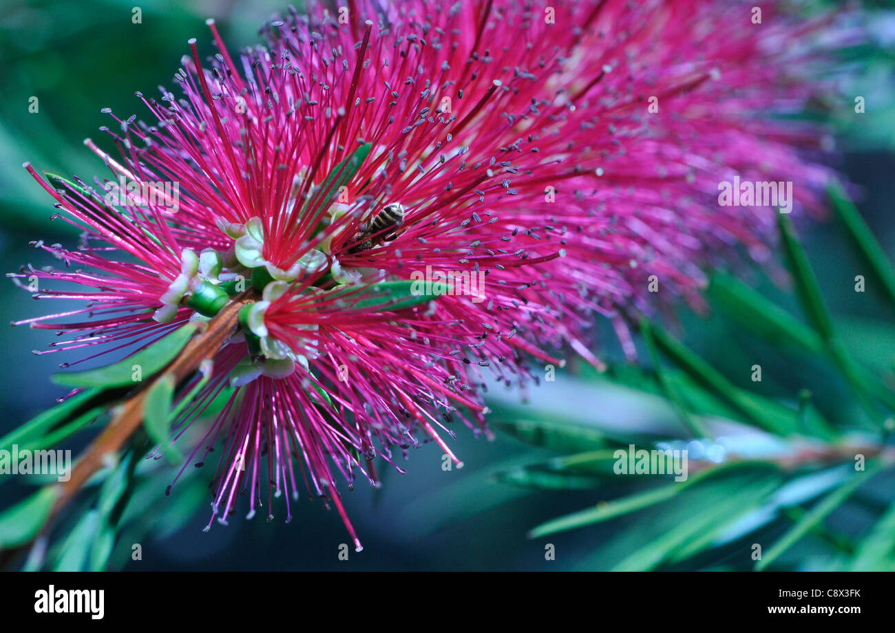 Feather duster flower hi-res stock photography and images - Alamy