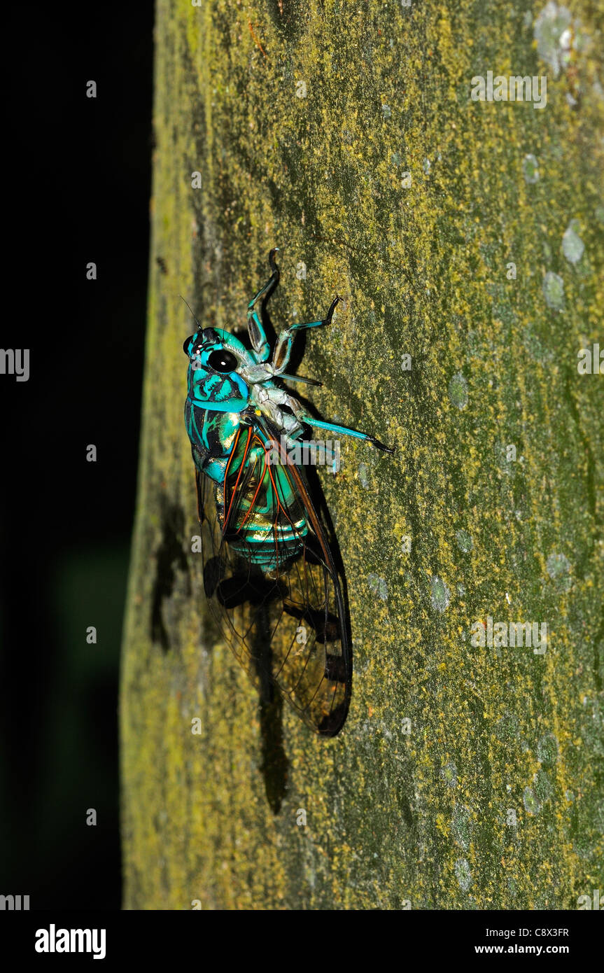 Tree hopper hi-res stock photography and images - Alamy