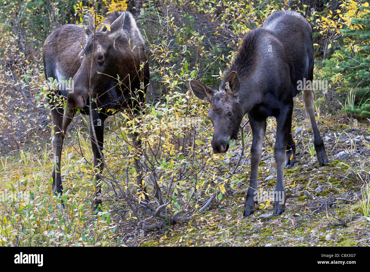 North American Moose - Cow and Calf feeding Stock Photo - Alamy
