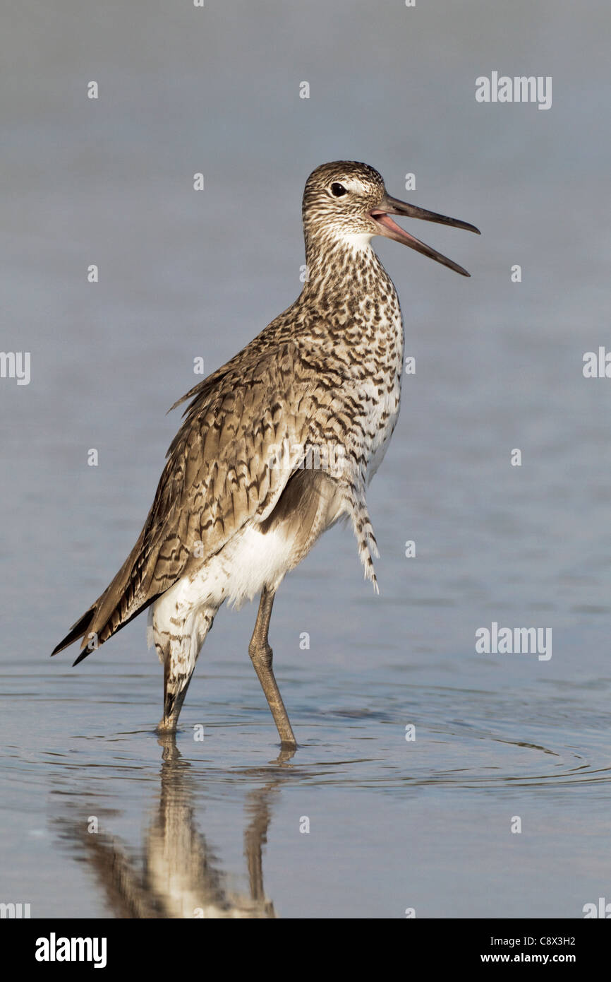 An adult Willet displaying Stock Photo - Alamy