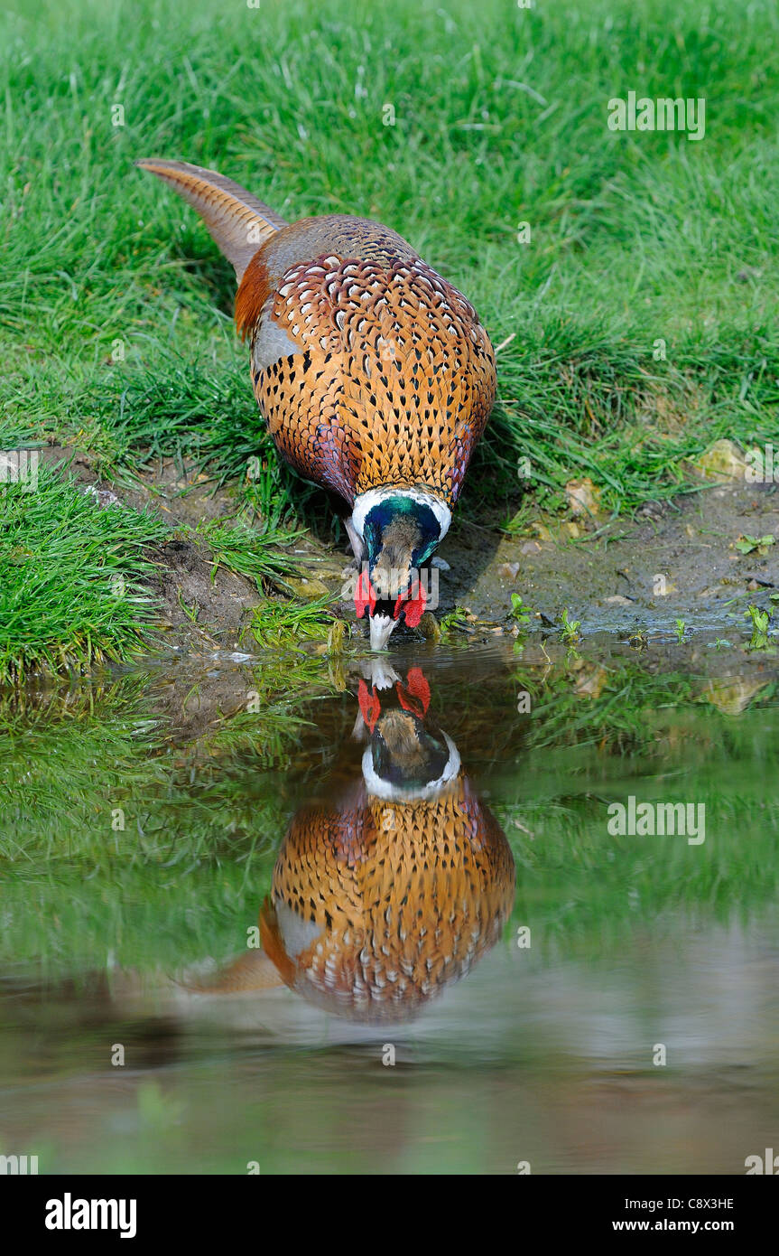 Common Pheasant (Phasianus colchicus) adult male drinking water ...