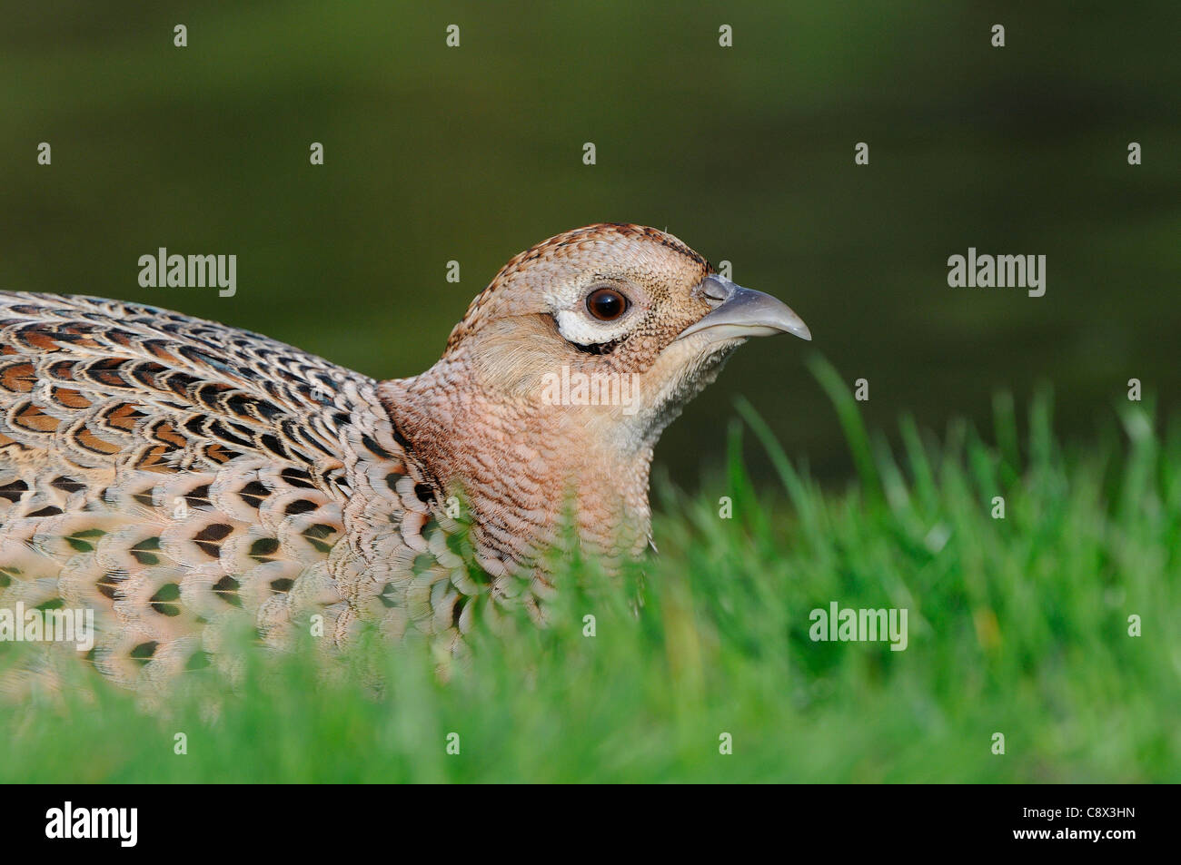 Common pheasant female hi-res stock photography and images - Alamy