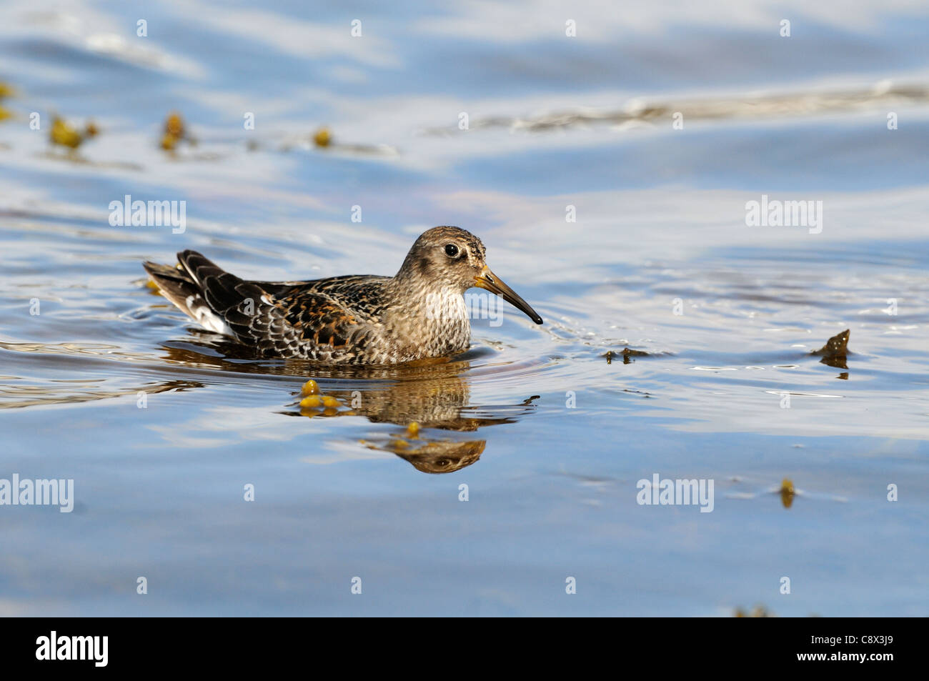 Purple Sandpiper (Calidris maritima) swimming in shallow sea water ...