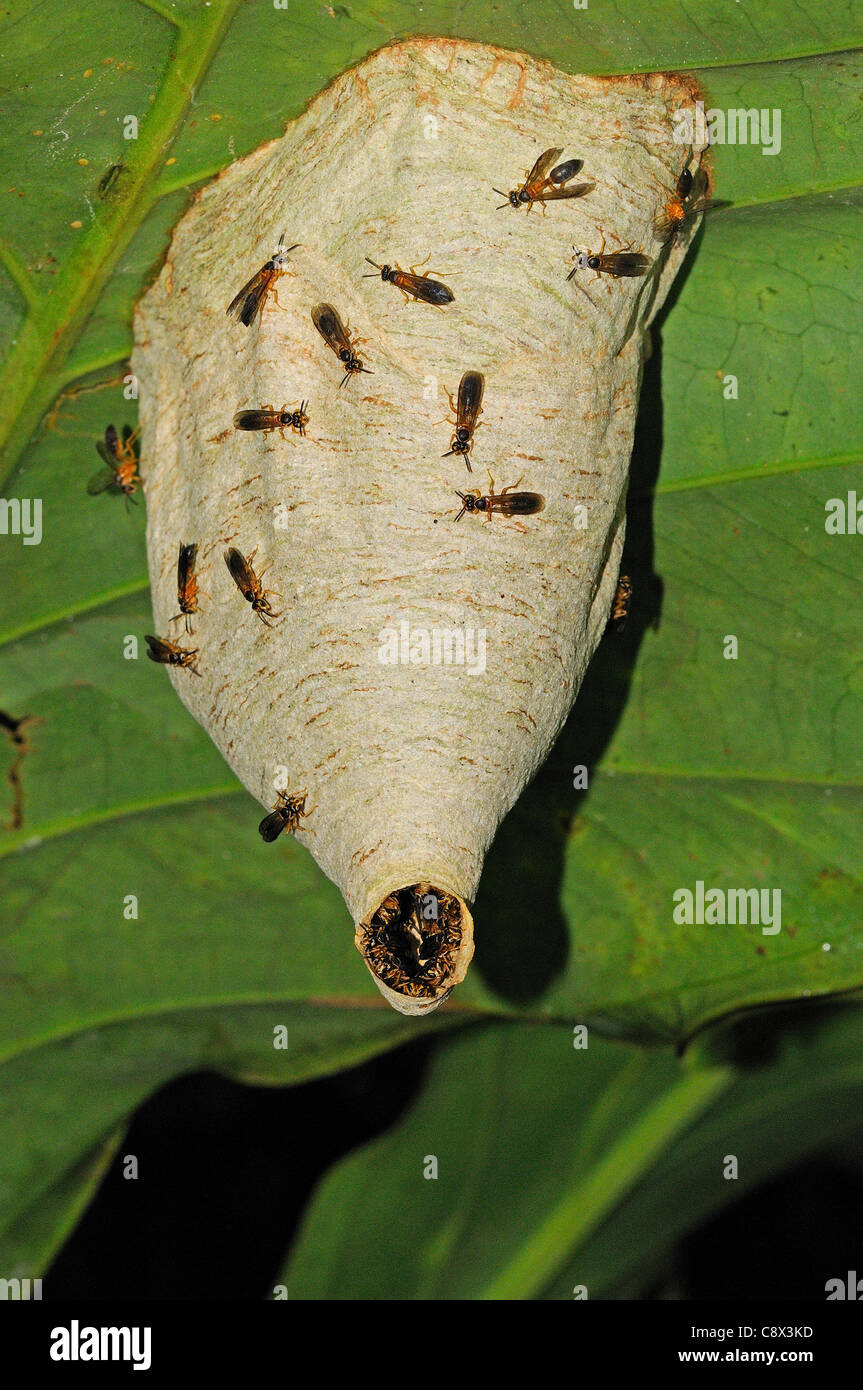 Paper Wasp (Vespidae) adults on nest surface, haging from underside of ...