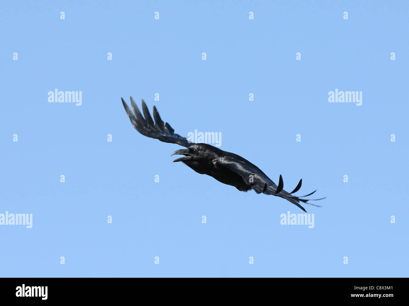 Raven Calling High Resolution Stock Photography and Images - Alamy