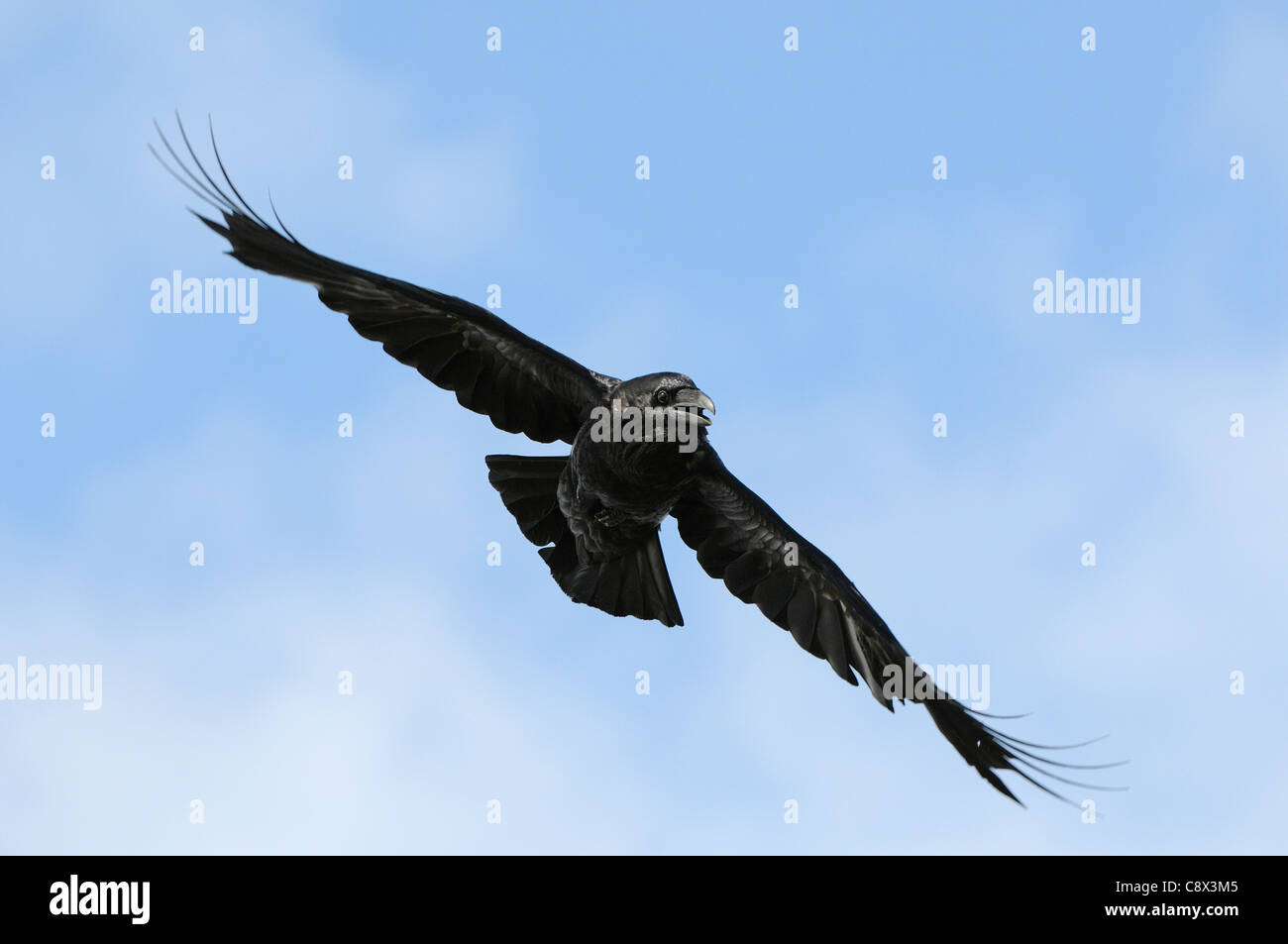 Norway raven hi-res stock photography and images - Alamy